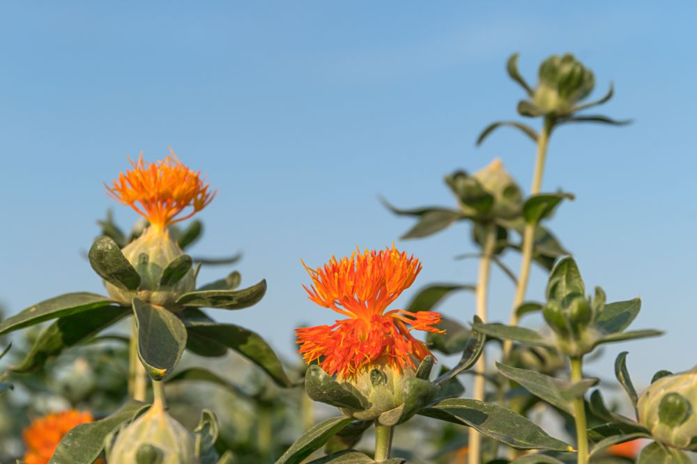 Spotlight on: Safflower Oil – Tabitha James Kraan Organic Haircare